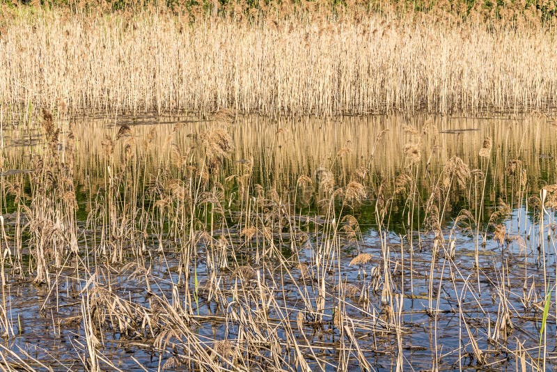 Water, Wetlands, Dry Grass and Reeds Stock Photo - Image of cattail ...