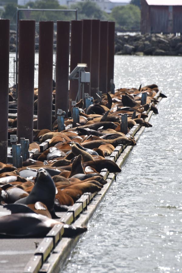 Water, Wood, Dock stock photo. Image of wood, water - 136625020