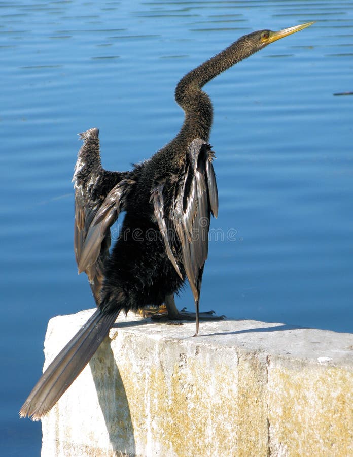 Waterbird stock photo. Image of magnificent, weather, bird - 3879236