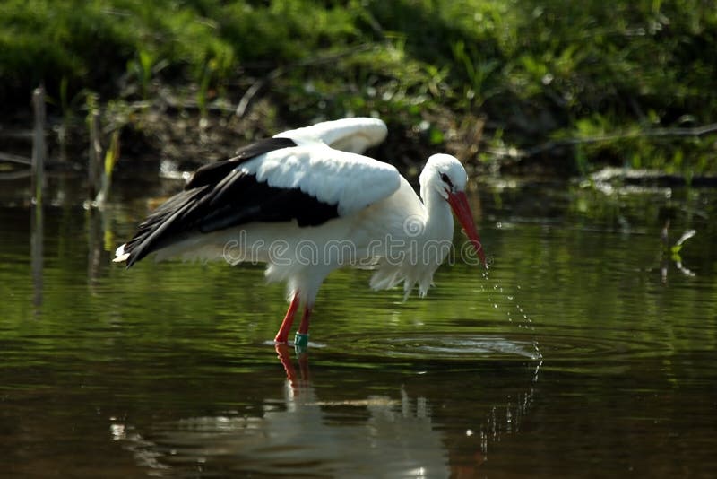 The Waterbird stock photo. Image of nature, european, thirsty - 5098784