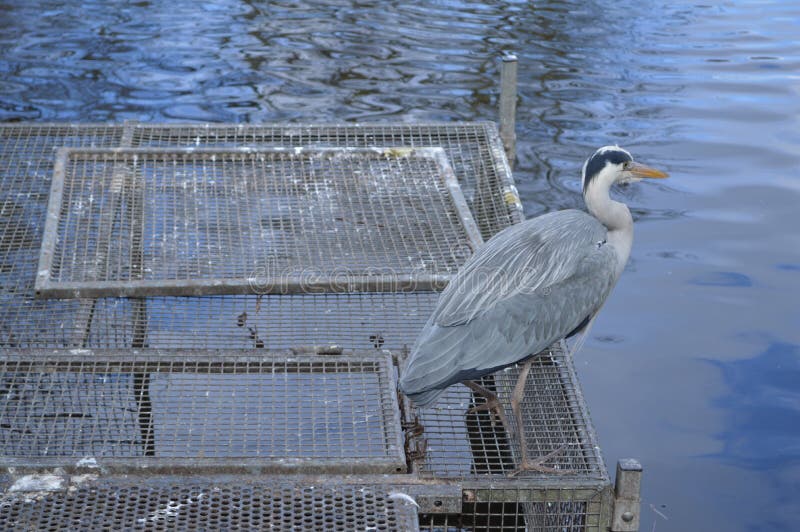 Waterbird on dock stock image. Image of profile, wild - 69584973