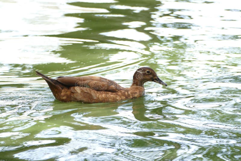 Waterbird duck s stock photo. Image of duck, poultry - 218682524
