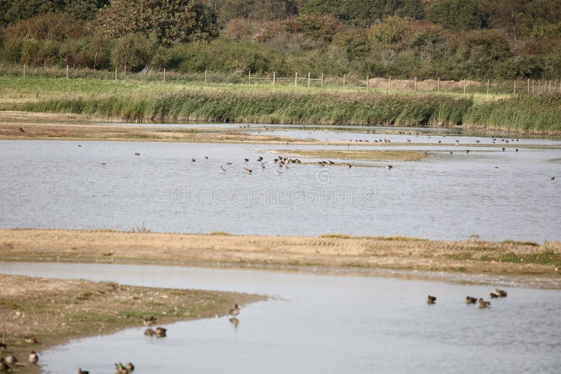 Waterbirds at a Nature Reserve Stock Image - Image of avians, bird ...