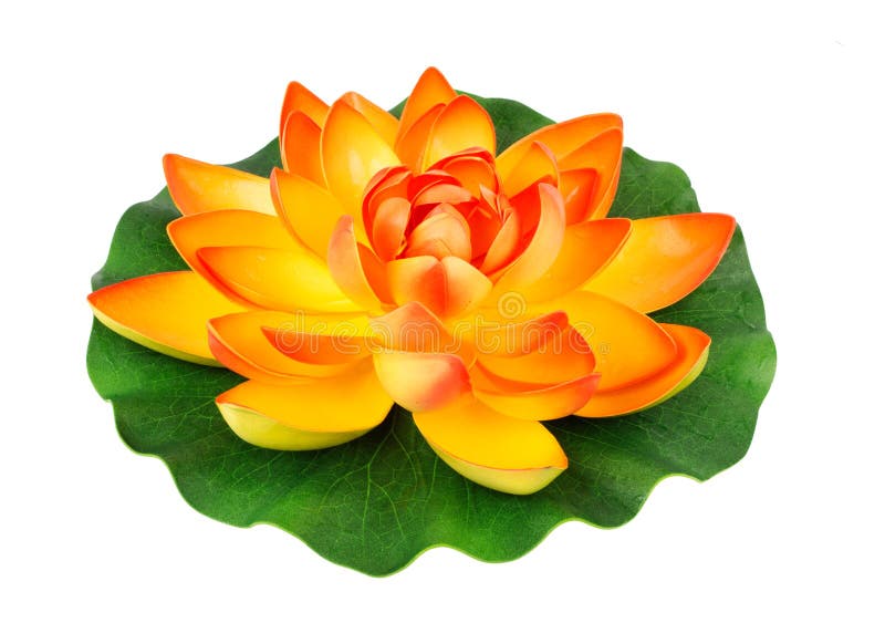 Waterbloem stock afbeelding. Image of daling, bloemen - 33428855