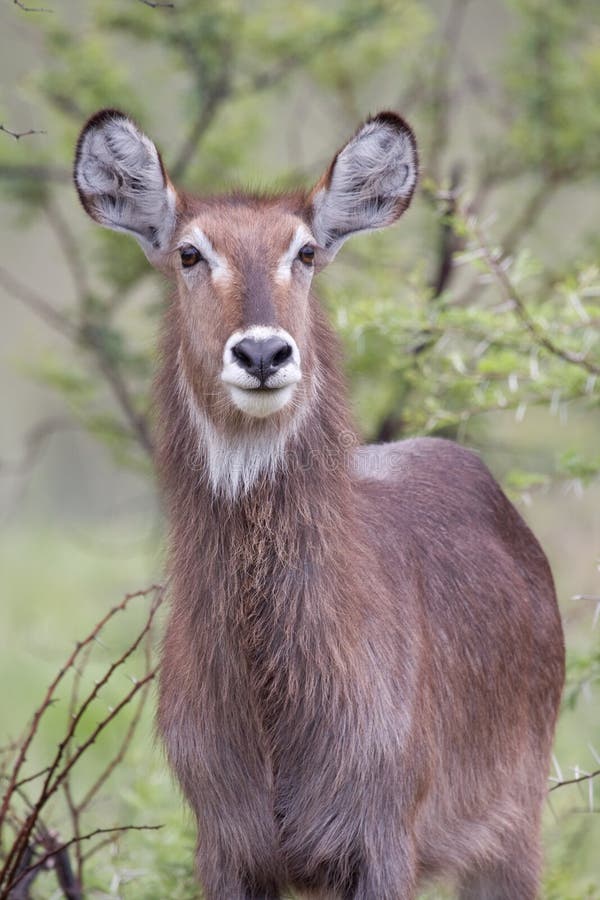 Waterbuck stock image. Image of waterbuck, reserve, wild - 12779627