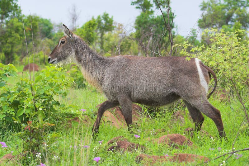 Waterbuck stock image. Image of conservation, herbivores - 15498915