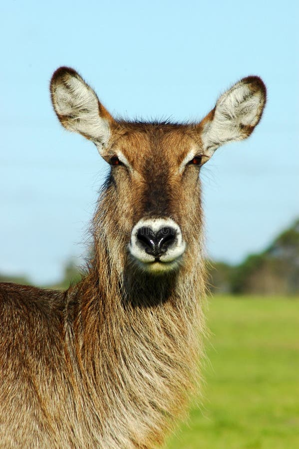 Waterbuck stock image. Image of delta, south, culture - 8243503