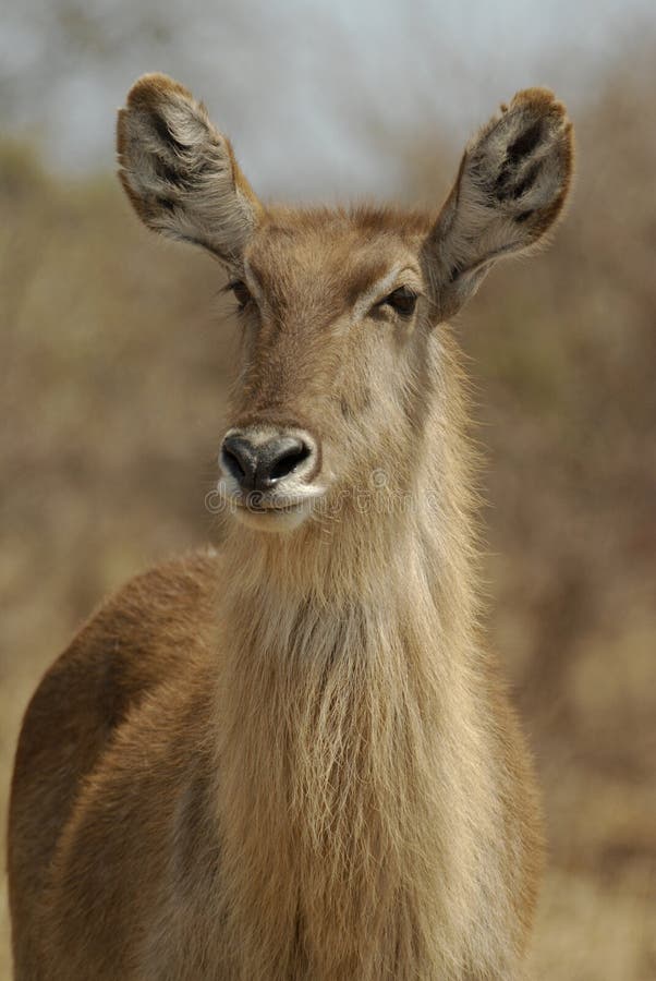 Waterbuck stock image. Image of delta, south, culture - 8243503