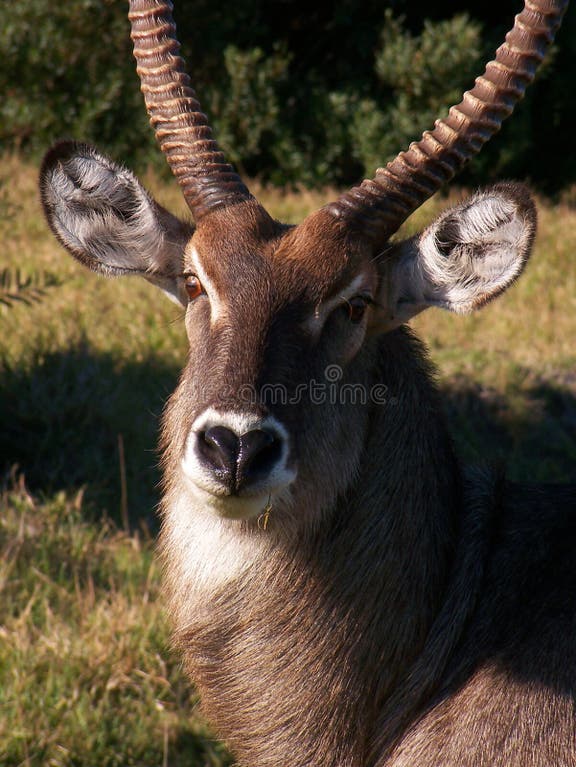 WaterBuck stock photo. Image of waterbuck, grazing, animals - 2020318