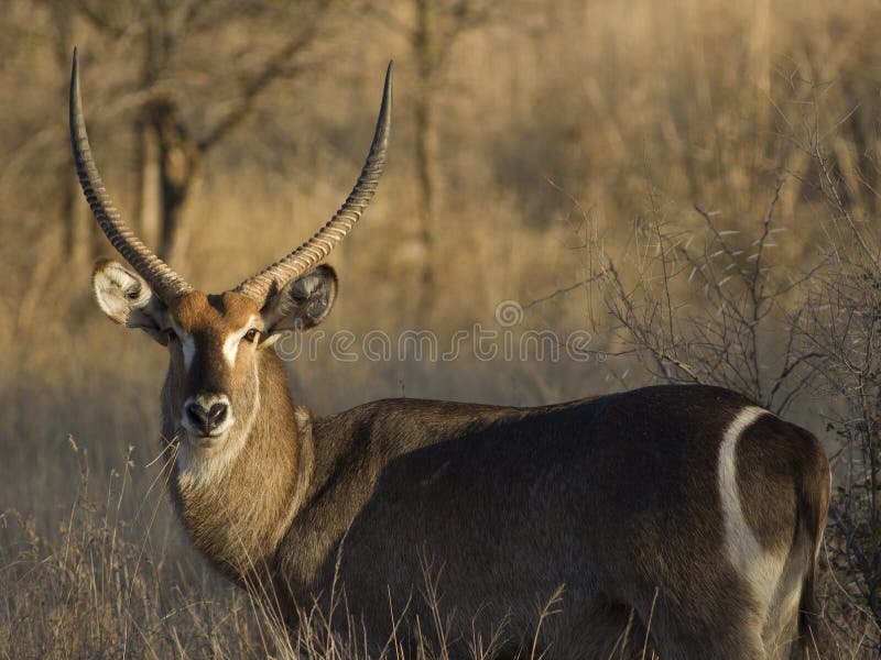 Waterbuck stock image. Image of ellipsiprymnus, horns - 21339153