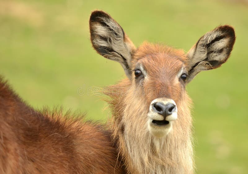 Waterbuck stock image. Image of africa, waterbok, young - 24757693