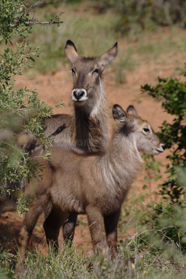 Waterbuck stock photo. Image of looking, alert, gazelle - 6865004