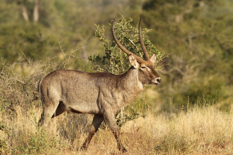 Waterbuck stock image. Image of leaf, south, grass, standing - 25485613