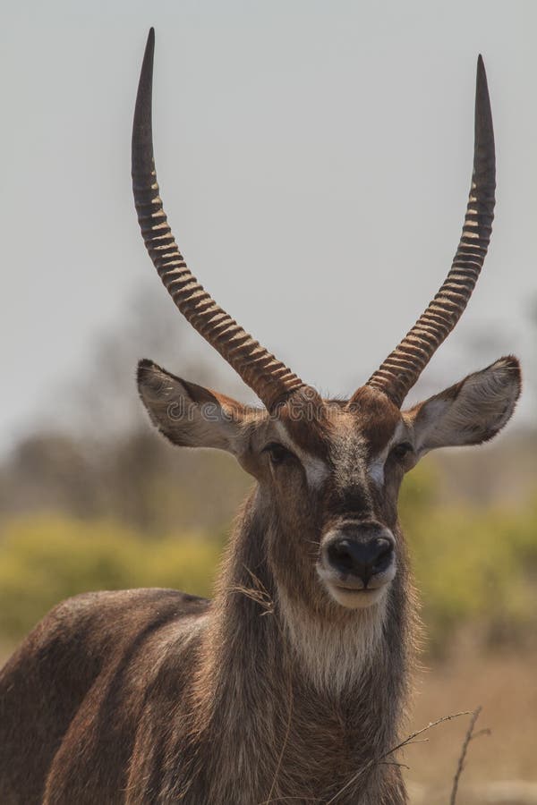 Waterbuck stock image. Image of okavango, vacations, descent - 27277019
