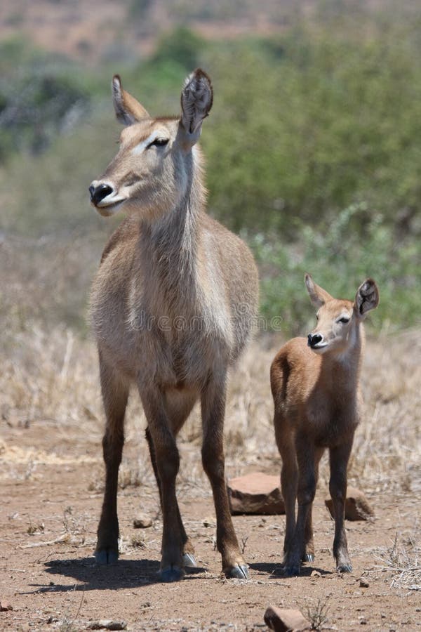 Waterbuck-Baby Im Nationalpark Von Kenia Stockbild - Bild von gesicht ...