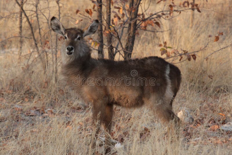Waterbuck stock photo. Image of africa, toed, female, waterbuck - 7098634