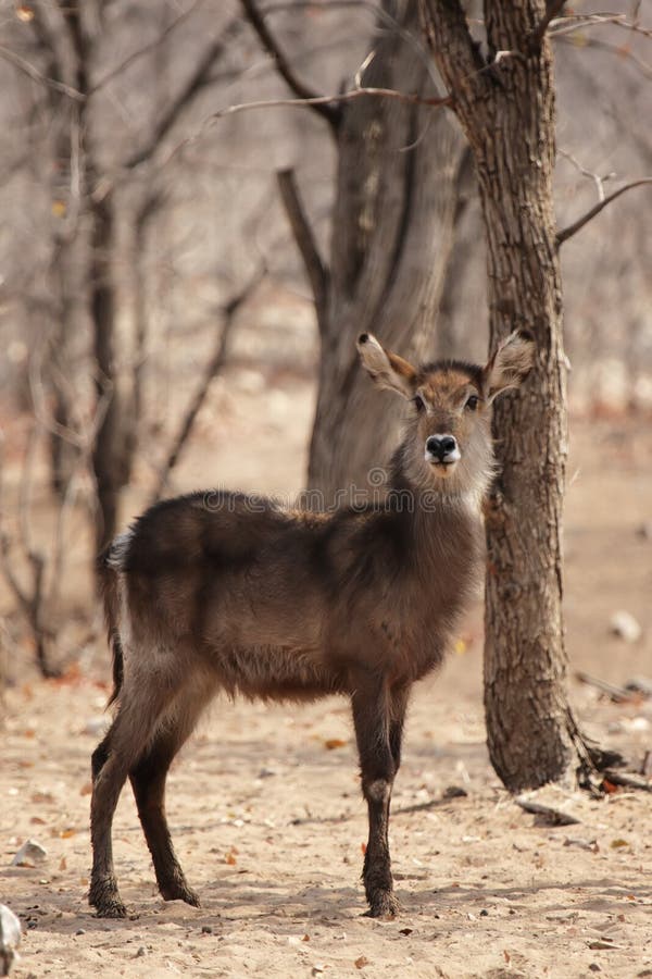 Waterbuck stock photo. Image of toed, animal, wildlife - 7327762