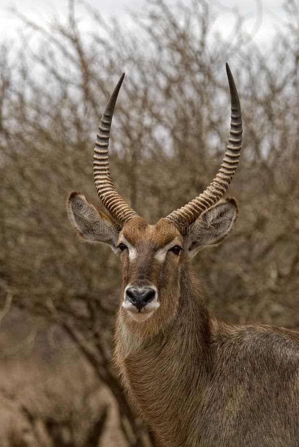 Waterbuck stock photo. Image of horn, mammal, ellipsiprymnus - 7934594