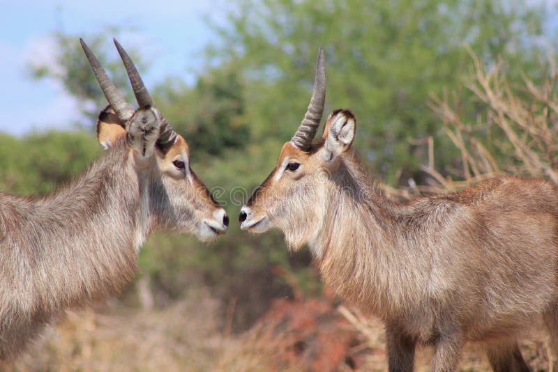 Waterbuck, African Antelope - Bull Brothers Stock Image - Image of ...
