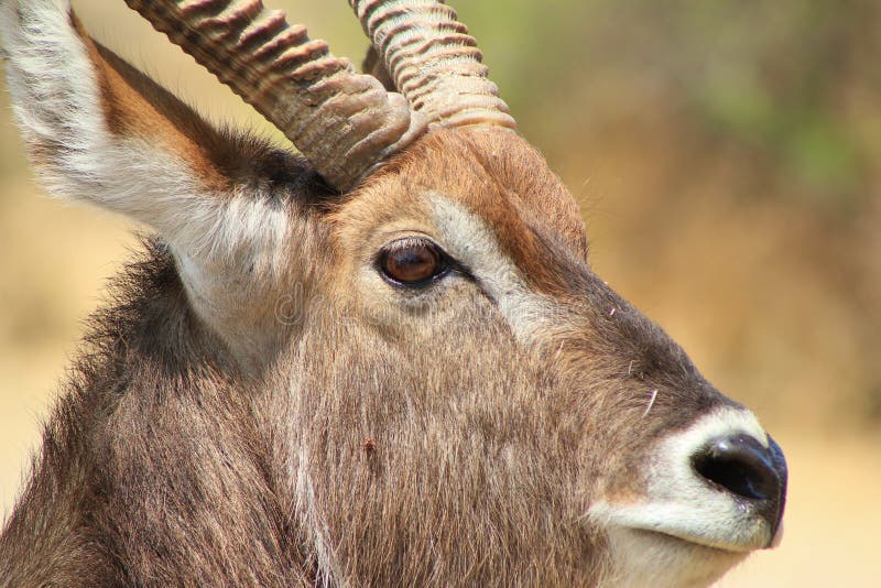 Waterbuck, African Antelope - Close-up Stock Photo - Image of black ...