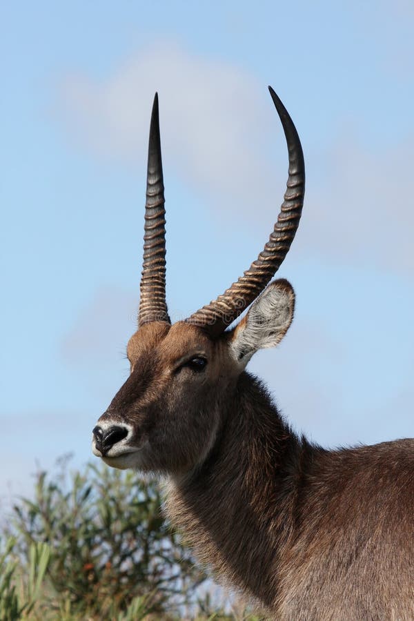Waterbuck Antelope stock photo. Image of bull, reserve - 12773582