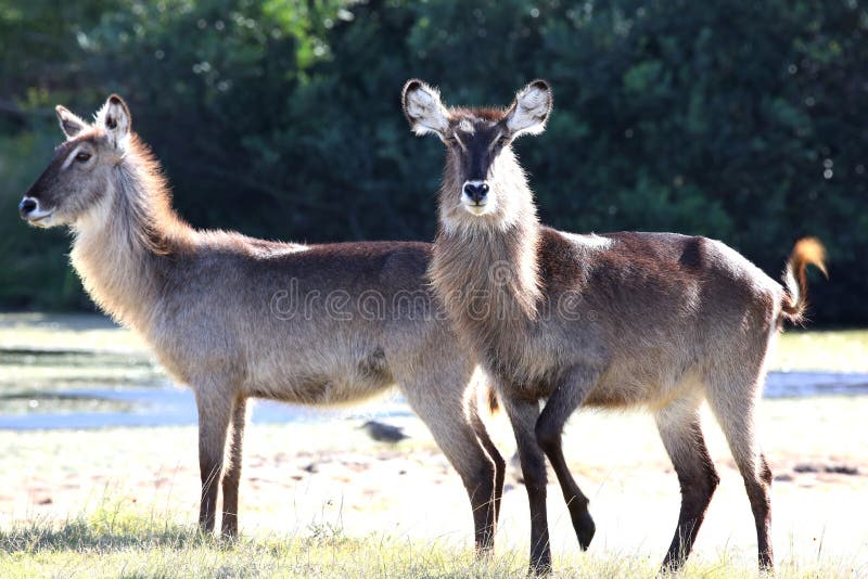 Waterbuck Antelope stock photo. Image of animal, wilderness - 37565406