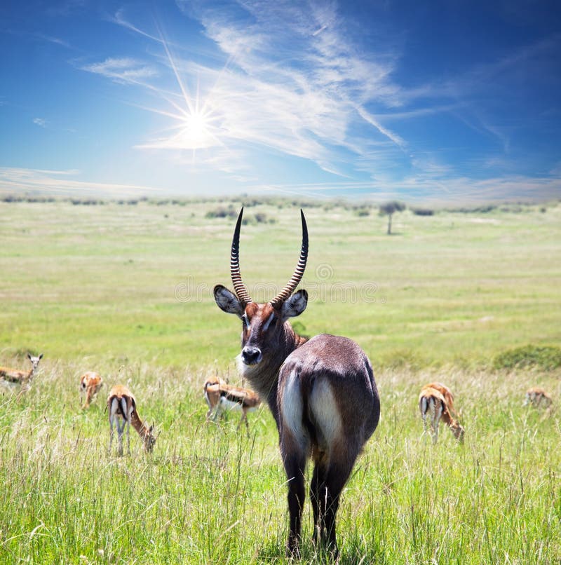 Waterbuck stock photo. Image of nature, safari, park - 54195162