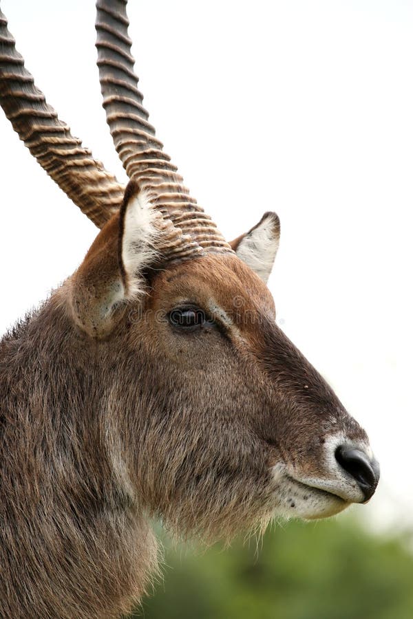 Waterbuck Antelope Portrait Stock Image - Image of south, animal: 17036993