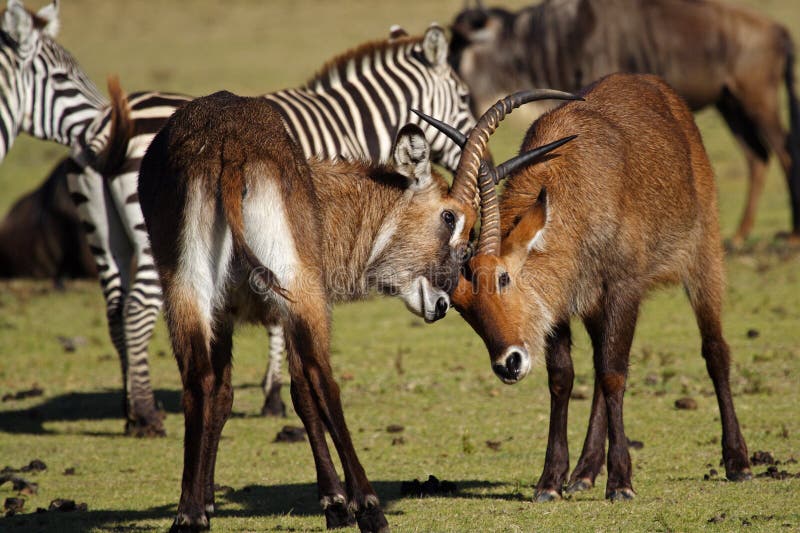 Waterbuck Antelopes Fighting, Kenya Stock Photo - Image of kenya ...