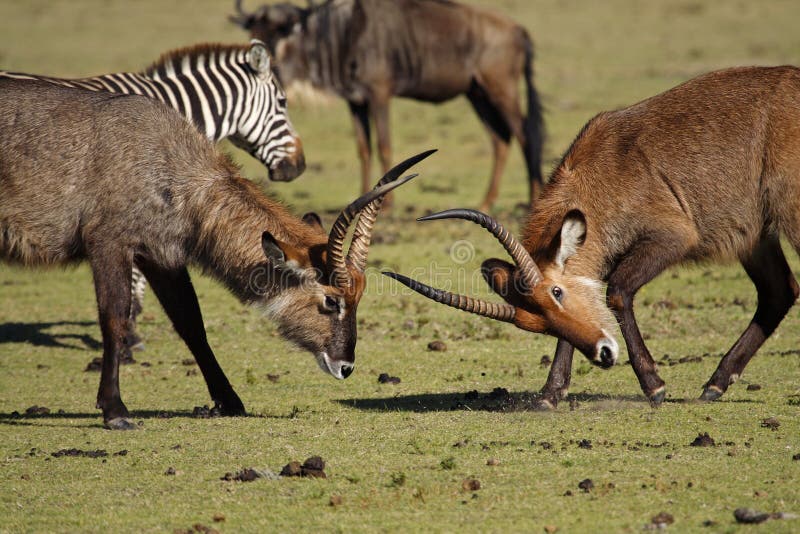 Waterbuck Antelopes Fighting, Kenya Stock Photo - Image of waterbuck ...