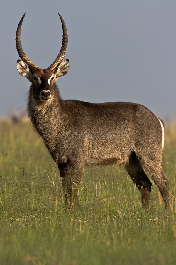Waterbuck Bull stock photo. Image of animals, game, mammal - 11287934