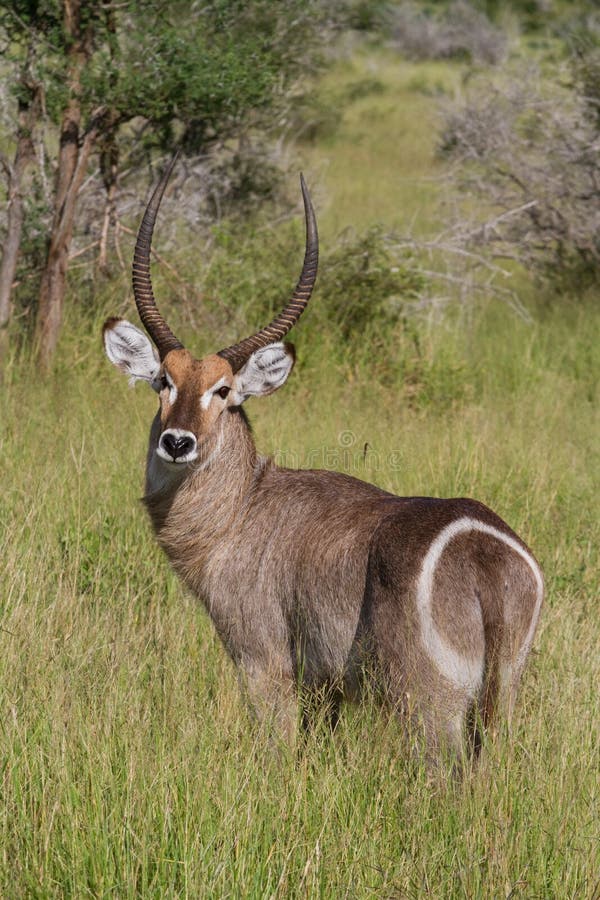 Waterbuck bull stock image. Image of adult, safari, looking - 22418481