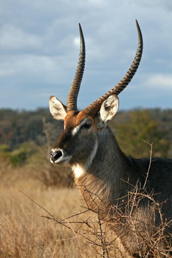Waterbuck Bull Posing Picture. Image: 5814232