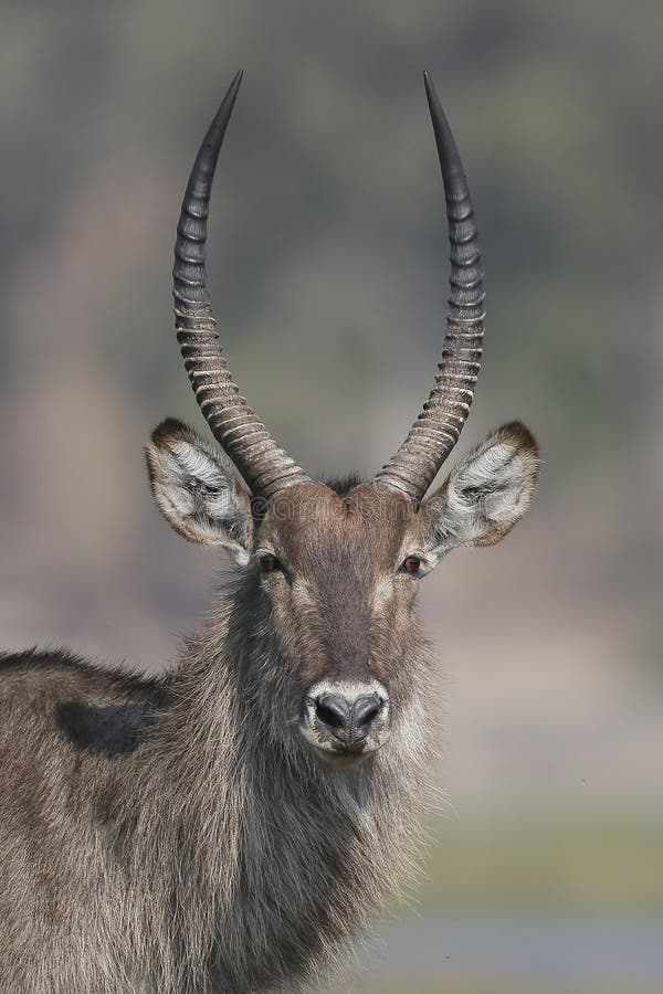 Waterbuck Bull Watching Photographer Stock Image - Image of mammal ...