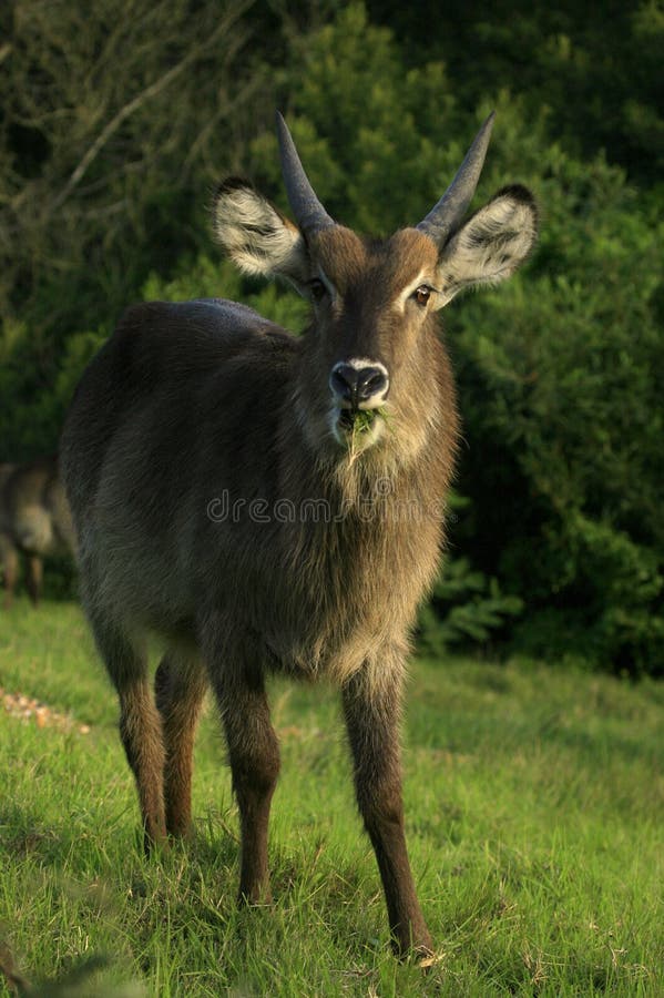A waterbuck feeding stock photo. Image of animal, eyes - 24577284