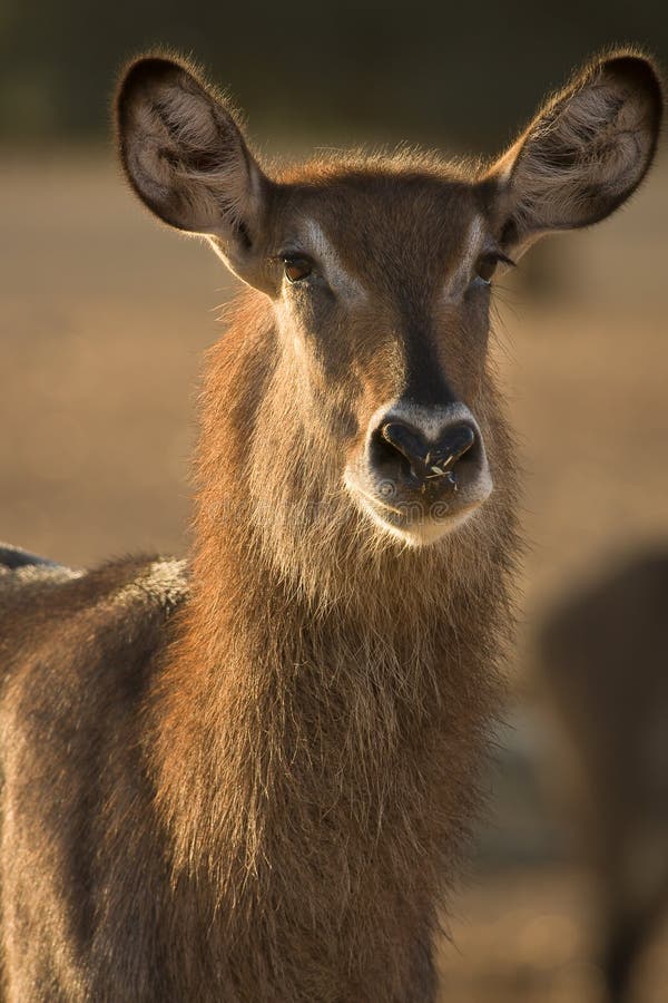 Waterbuck Female Antelope Portrait Stock Image - Image of natural, bush ...