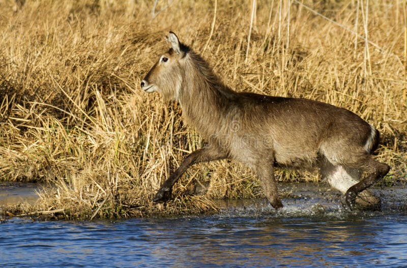 Waterbuck female running stock image. Image of reserve - 26162319