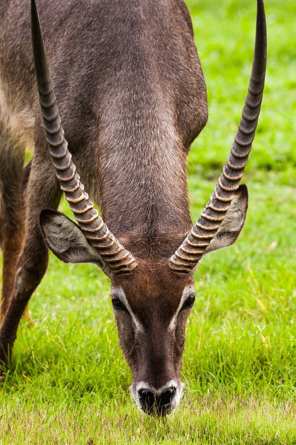 Waterbuck in the field stock image. Image of safari, grass - 33332247