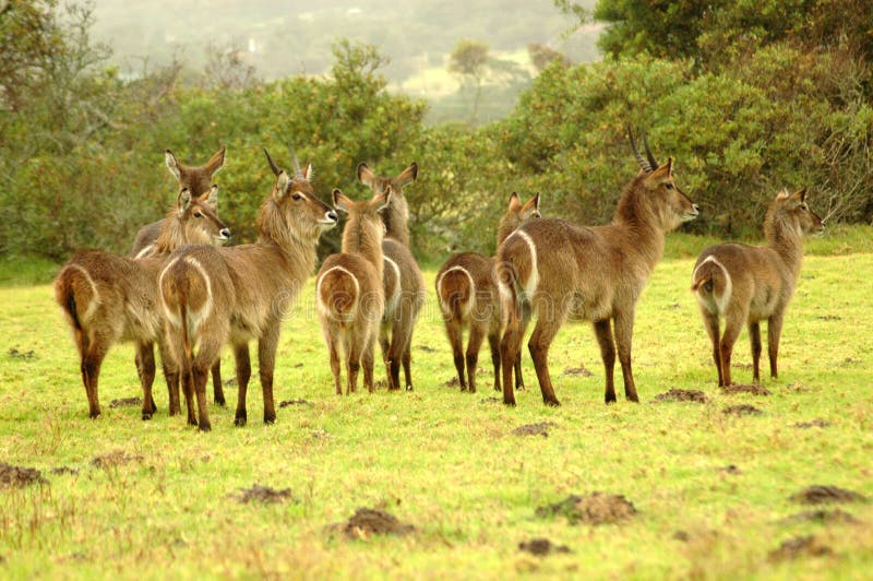 Waterbuck herd stock photo. Image of female, look, lots - 3632868