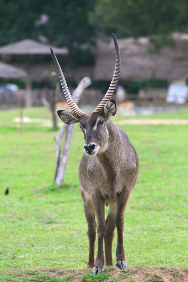 Waterbuck stock photo. Image of male, chonburi, zoom - 58177690