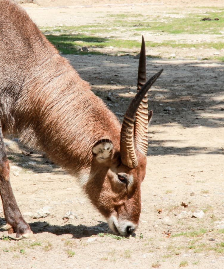 Waterbuck Kobus stock photo. Image of savannah, male - 84952216