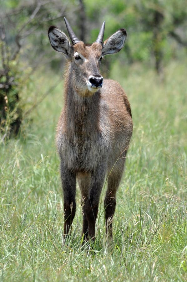 Waterbuck (Kobus Ellipsiprymnus) Stock Photo - Image of water, african ...