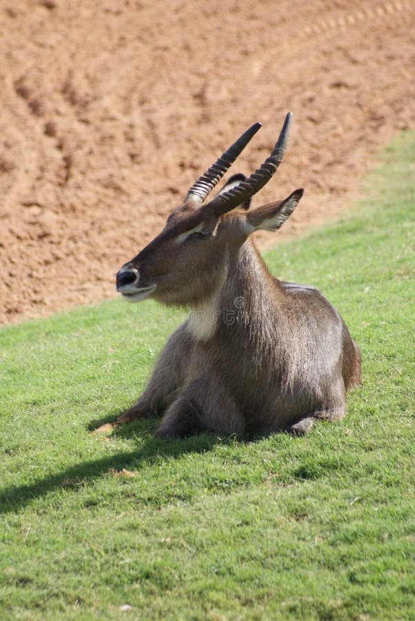 Waterbuck - Kobus Ellipsiprymnus Stock Image - Image of antelope, fauna ...