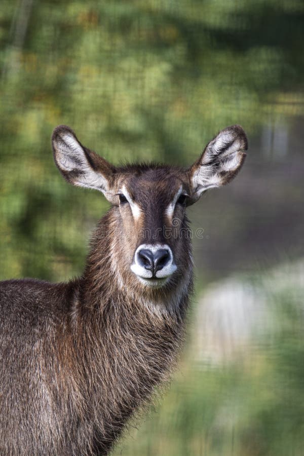 The Waterbuck Large Antelope Sub-Saharan Africa.Face Front View Stock ...