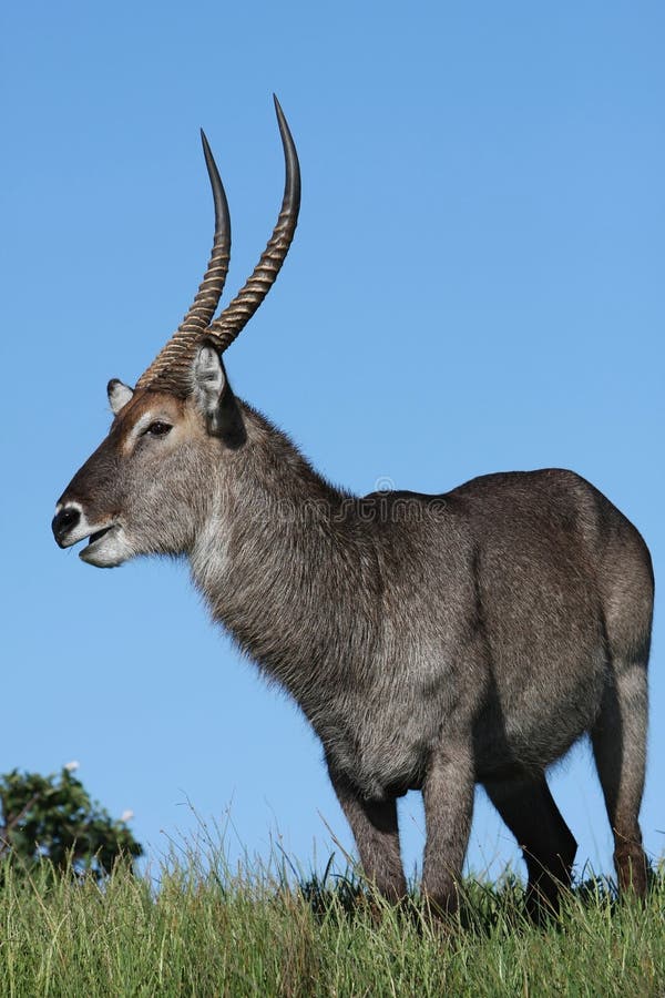 Waterbuck blue sky stock photo. Image of nose, tail, long - 22458944