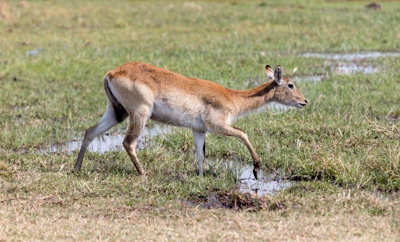 Waterbuck in Namibia stock photo. Image of fauna, kobus - 129839380