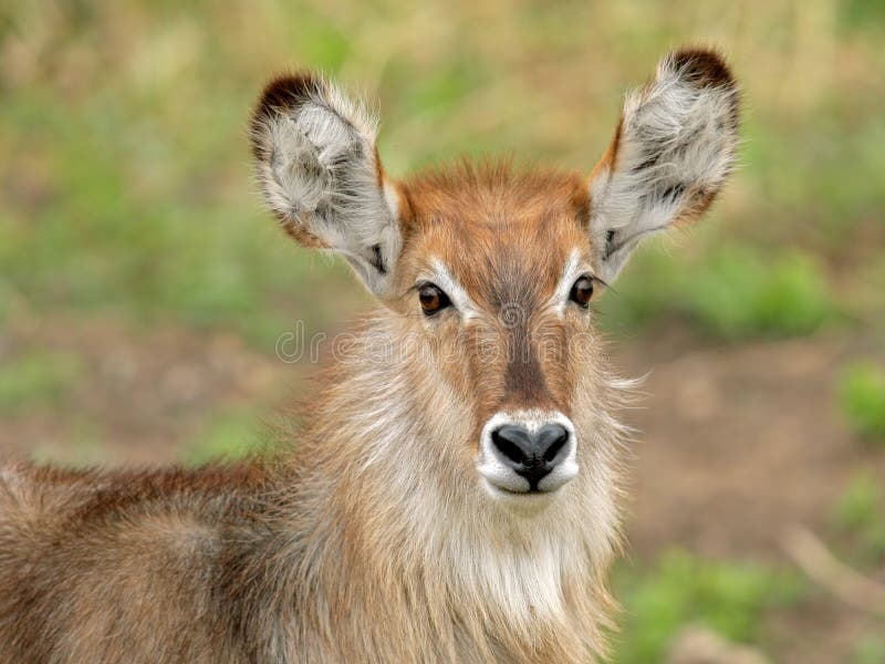 Waterbuck portrait stock photo. Image of adapted, national - 1167568