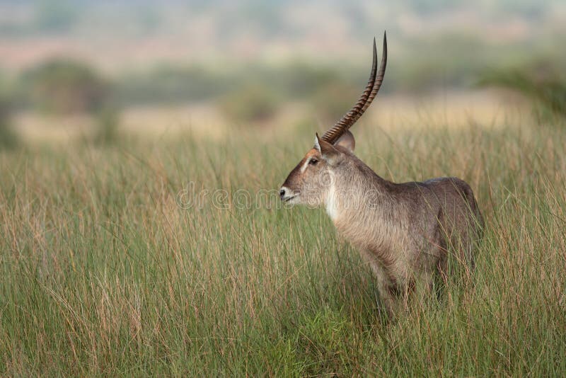 Waterbuck Portrait stock image. Image of bull, cape, outdoors - 17317229