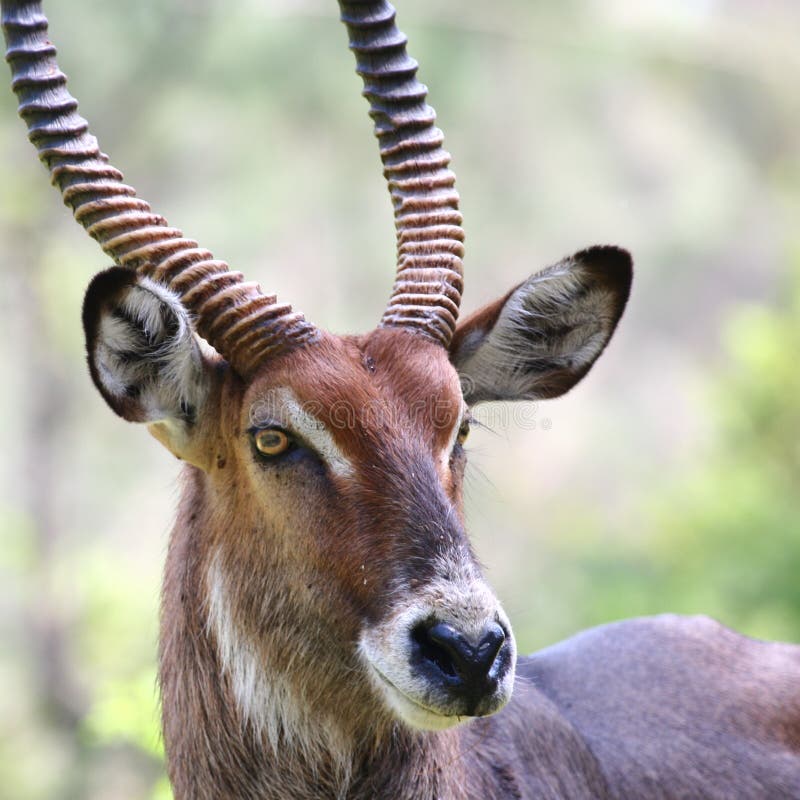 13+ Waterbuck portrait Free Stock Photos - StockFreeImages