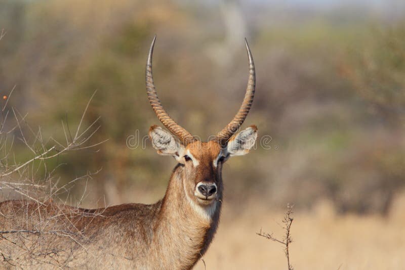 Waterbuck Ram stock image. Image of horns, adapted, antelope - 16218595